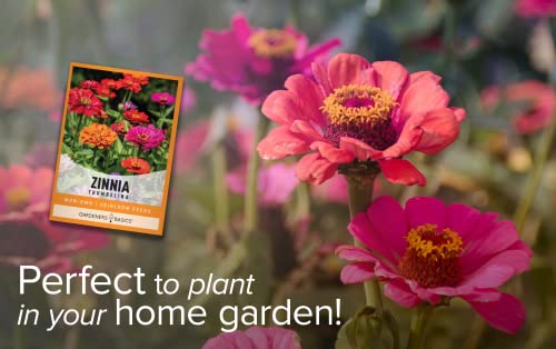 Zinnia Seeds for Planting Outdoors Flowers (Thumbelina) - Flower Seed Packet Annual Flower Heirloom, Non-GMO Variety- 800mg Seeds Great for Summer Seeds for Flower Gardens by Gardeners Basics