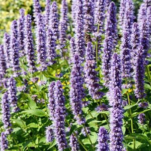 outsidepride agastache rugosa korean mint garden plant herb seeds – 500 seeds