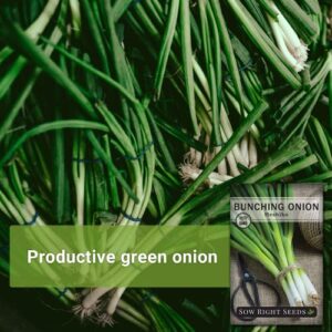 Sow Right Seeds - Heshiko Bunching Japanese Green Onion Seeds for Planting - Non-GMO Heirloom Seeds with Instructions to Plant and Grow a Kitchen Garden, Indoor or Outdoor; Great Gardening Gift