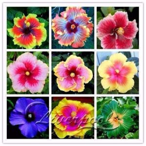 seeds market rare 100 giant hibiscus flower seeds hardy look good year round garden diy home garden flower pot or plant yard