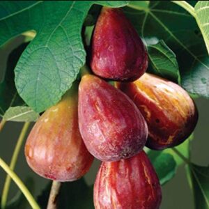 2 Fig Trees Celeste Large Fig Fruit Plant 20 Inches Ornaments Perennial Garden Simple to Grow Pots