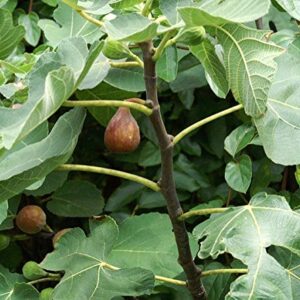 2 Fig Trees Celeste Large Fig Fruit Plant 20 Inches Ornaments Perennial Garden Simple to Grow Pots