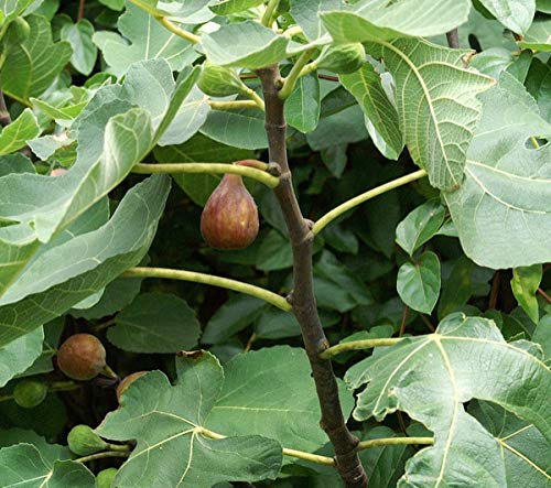 2 Fig Trees Celeste Large Fig Fruit Plant 20 Inches Ornaments Perennial Garden Simple to Grow Pots