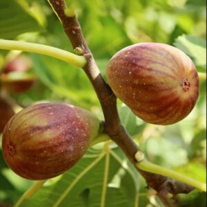 2 Fig Trees Celeste Large Fig Fruit Plant 20 Inches Ornaments Perennial Garden Simple to Grow Pots