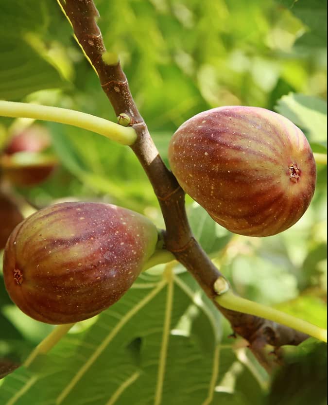 2 Fig Trees Celeste Large Fig Fruit Plant 20 Inches Ornaments Perennial Garden Simple to Grow Pots