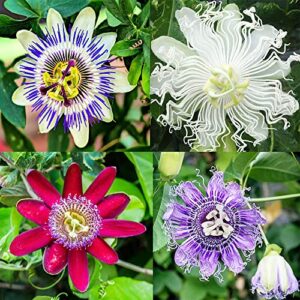 qauzuy garden 10 rare passiflora incarnata maypop seeds mixed color- beautiful passion vine fruit flower seeds – tropical climbing exotic vine – great gardening gift