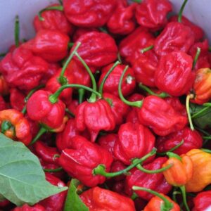 Pepper Joe’s Trinidad Scorpion Pepper Seeds ­­­­­– Pack of 10+ Superhot Trinidad Scorpion Chili Pepper Seeds – USA Grown ­– Premium Non-GMO Scorpion Seeds for Planting in Your Garden