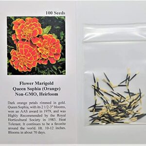 David's Garden Seeds Flower Marigold Queen Sophia 1278 (Orange) 100 Non-GMO, Heirloom Seeds