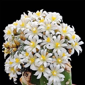 qauzuy garden 50 rare cactus seeds blossfeldia liliputiana – exotic perennial succulent plants seeds – striking houseplant indoor outdoor container plant