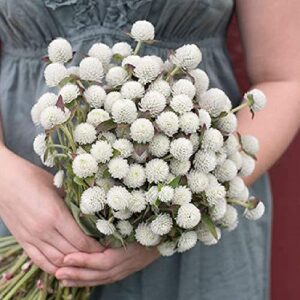 david’s garden seeds flower gomphrena audray white 4248 (white) 50 non-gmo, heirloom seeds