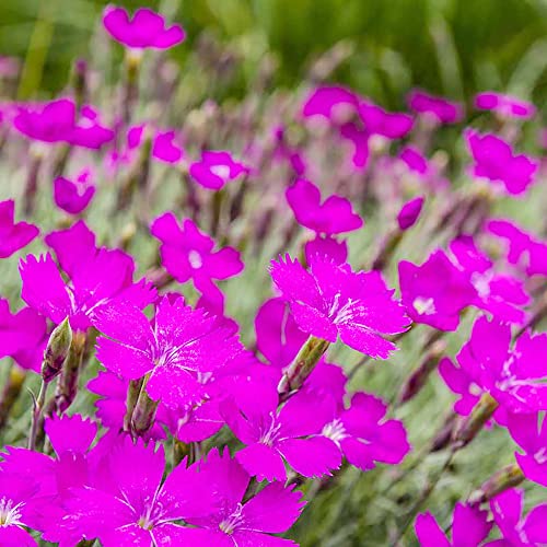 Cheddar Pink Seeds Fragrant Evergreen Showy Perennial Deer Resistant Drought Tolerant Attracts Butterflies Edging Ground Covers Rock Garden Outdoor 100Pcs by YEGAOL Garden