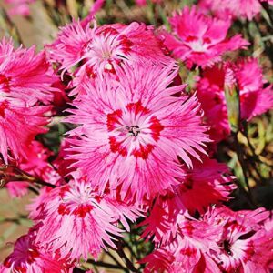 Cheddar Pink Seeds Fragrant Evergreen Showy Perennial Deer Resistant Drought Tolerant Attracts Butterflies Edging Ground Covers Rock Garden Outdoor 100Pcs by YEGAOL Garden