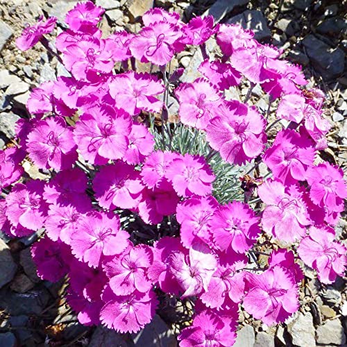 Cheddar Pink Seeds Fragrant Evergreen Showy Perennial Deer Resistant Drought Tolerant Attracts Butterflies Edging Ground Covers Rock Garden Outdoor 100Pcs by YEGAOL Garden