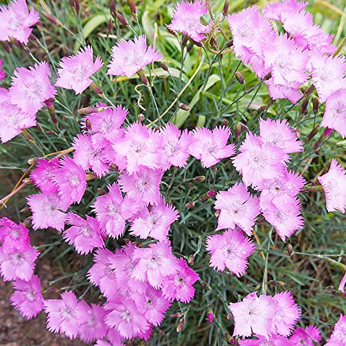 Cheddar Pink Seeds Fragrant Evergreen Showy Perennial Deer Resistant Drought Tolerant Attracts Butterflies Edging Ground Covers Rock Garden Outdoor 100Pcs by YEGAOL Garden