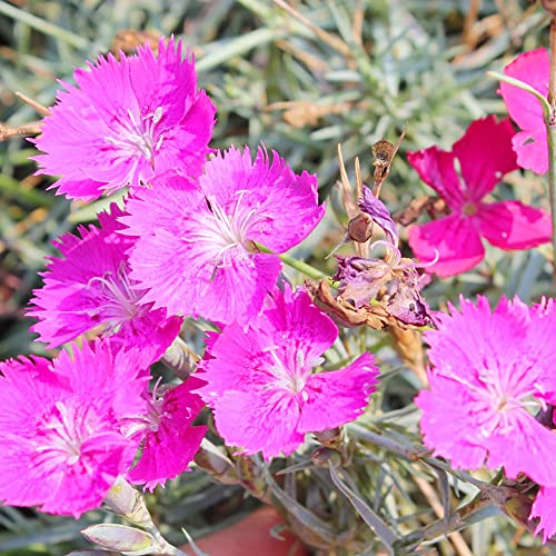 Cheddar Pink Seeds Fragrant Evergreen Showy Perennial Deer Resistant Drought Tolerant Attracts Butterflies Edging Ground Covers Rock Garden Outdoor 100Pcs by YEGAOL Garden