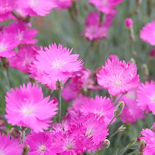 Cheddar Pink Seeds Fragrant Evergreen Showy Perennial Deer Resistant Drought Tolerant Attracts Butterflies Edging Ground Covers Rock Garden Outdoor 100Pcs by YEGAOL Garden