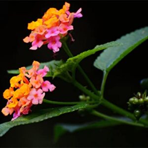 Lantana Camara Seeds Garden Ornamental Flower Plant Seeds Multi Colors 100Pcs