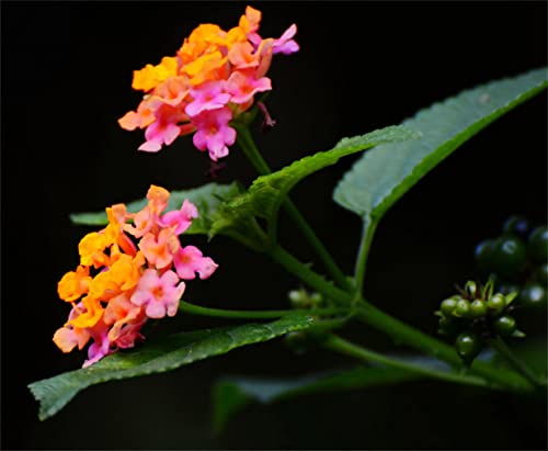 Lantana Camara Seeds Garden Ornamental Flower Plant Seeds Multi Colors 100Pcs