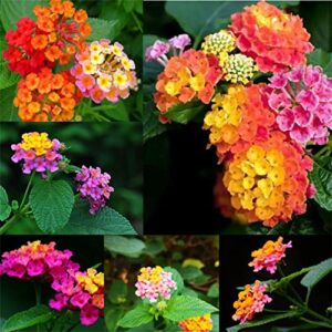 lantana camara seeds garden ornamental flower plant seeds multi colors 100pcs