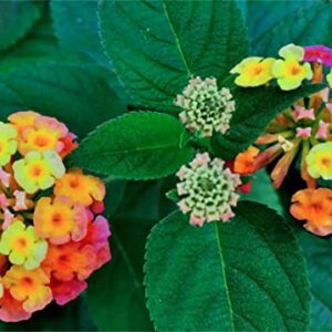 Lantana Camara Seeds Garden Ornamental Flower Plant Seeds Multi Colors 100Pcs