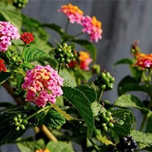 Lantana Camara Seeds Garden Ornamental Flower Plant Seeds Multi Colors 100Pcs