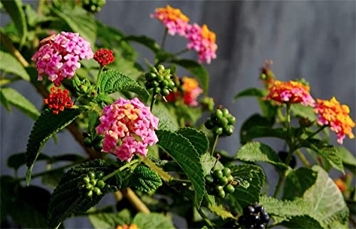 Lantana Camara Seeds Garden Ornamental Flower Plant Seeds Multi Colors 100Pcs