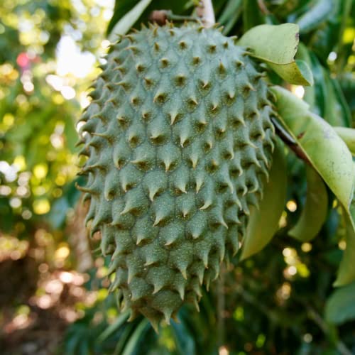 Soursop Giant Tropical Fruit Plant, 10 Seeds Planting Ornaments Perennial Garden Grow Pot Gifts