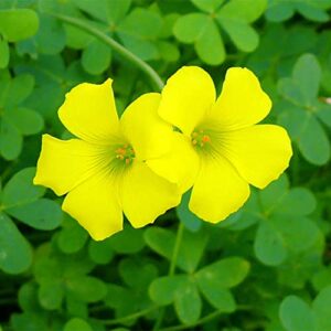 qauzuy garden great yellow wood sorrel oxalis stricta sourgrass 50+ seeds non gmo seeds edible plant to plant home garden easy to growfast-growing