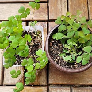 QAUZUY GARDEN Great Yellow Wood Sorrel Oxalis Stricta Sourgrass 50+ Seeds Non GMO Seeds Edible Plant to Plant Home Garden Easy to GrowFast-Growing