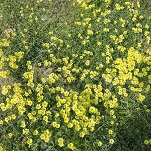 QAUZUY GARDEN Great Yellow Wood Sorrel Oxalis Stricta Sourgrass 50+ Seeds Non GMO Seeds Edible Plant to Plant Home Garden Easy to GrowFast-Growing