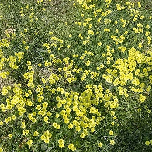 QAUZUY GARDEN Great Yellow Wood Sorrel Oxalis Stricta Sourgrass 50+ Seeds Non GMO Seeds Edible Plant to Plant Home Garden Easy to GrowFast-Growing