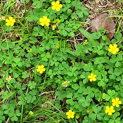 QAUZUY GARDEN Great Yellow Wood Sorrel Oxalis Stricta Sourgrass 50+ Seeds Non GMO Seeds Edible Plant to Plant Home Garden Easy to GrowFast-Growing