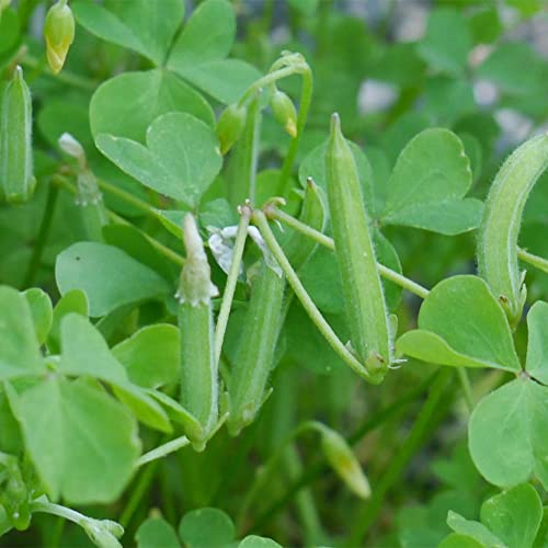 QAUZUY GARDEN Great Yellow Wood Sorrel Oxalis Stricta Sourgrass 50+ Seeds Non GMO Seeds Edible Plant to Plant Home Garden Easy to GrowFast-Growing