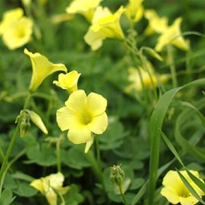 QAUZUY GARDEN Great Yellow Wood Sorrel Oxalis Stricta Sourgrass 50+ Seeds Non GMO Seeds Edible Plant to Plant Home Garden Easy to GrowFast-Growing