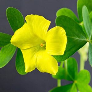 QAUZUY GARDEN Great Yellow Wood Sorrel Oxalis Stricta Sourgrass 50+ Seeds Non GMO Seeds Edible Plant to Plant Home Garden Easy to GrowFast-Growing