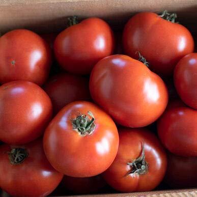 David's Garden Seeds Tomato Slicing Indeterminate Wisconsin (Red) 25 Non-GMO, Heirloom Seeds