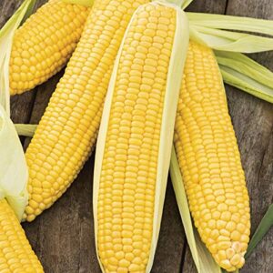 papaw’s garden supply llc incredible yellow sweet corn treated seeds, 200 seed ct