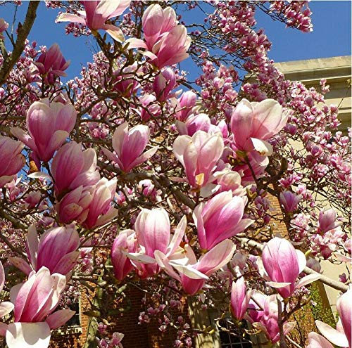 10+ Mixed Magnolia Flower Seeds Fragrant Tree Perennial Ornamental Plant Garden