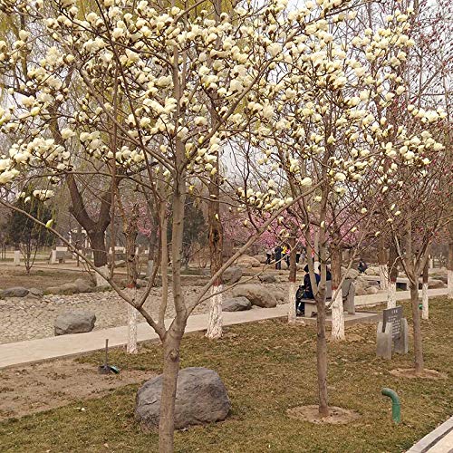 10+ Mixed Magnolia Flower Seeds Fragrant Tree Perennial Ornamental Plant Garden