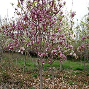 10+ Mixed Magnolia Flower Seeds Fragrant Tree Perennial Ornamental Plant Garden