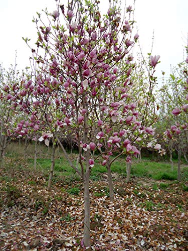 10+ Mixed Magnolia Flower Seeds Fragrant Tree Perennial Ornamental Plant Garden