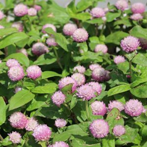 outsidepride gomphrena salmon globe amaranth garden cut flower plants great for dried floral arrangements – 2000 seeds