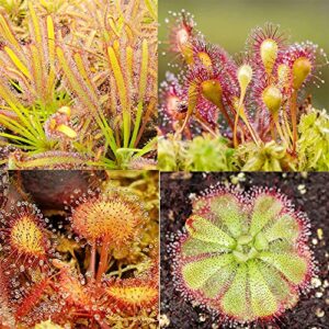 qauzuy garden 200 mixed drosera sundew seeds – premium carnivorous plant seeds – hardy heat tolerant – rare perennial tropical exotic plant for home garden outdoor