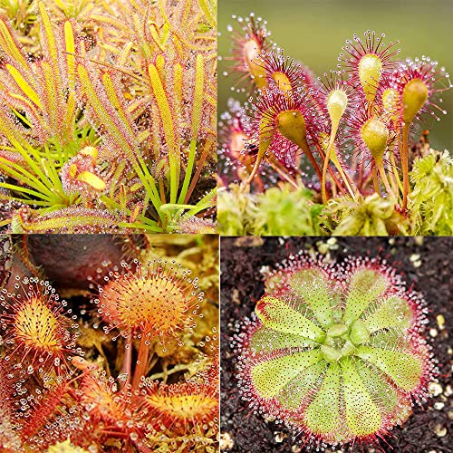 QAUZUY GARDEN 200 Mixed Drosera Sundew Seeds - Premium Carnivorous Plant Seeds - Hardy Heat Tolerant - Rare Perennial Tropical Exotic Plant for Home Garden Outdoor