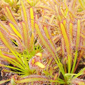 QAUZUY GARDEN 200 Mixed Drosera Sundew Seeds - Premium Carnivorous Plant Seeds - Hardy Heat Tolerant - Rare Perennial Tropical Exotic Plant for Home Garden Outdoor