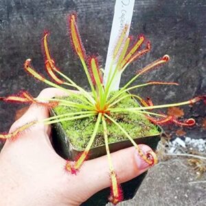 QAUZUY GARDEN 200 Mixed Drosera Sundew Seeds - Premium Carnivorous Plant Seeds - Hardy Heat Tolerant - Rare Perennial Tropical Exotic Plant for Home Garden Outdoor