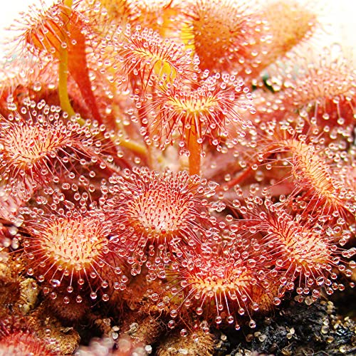 QAUZUY GARDEN 200 Mixed Drosera Sundew Seeds - Premium Carnivorous Plant Seeds - Hardy Heat Tolerant - Rare Perennial Tropical Exotic Plant for Home Garden Outdoor