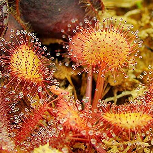 QAUZUY GARDEN 200 Mixed Drosera Sundew Seeds - Premium Carnivorous Plant Seeds - Hardy Heat Tolerant - Rare Perennial Tropical Exotic Plant for Home Garden Outdoor