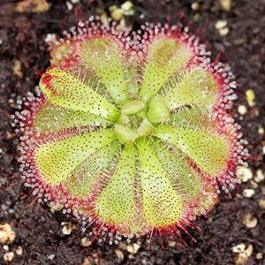 QAUZUY GARDEN 200 Mixed Drosera Sundew Seeds - Premium Carnivorous Plant Seeds - Hardy Heat Tolerant - Rare Perennial Tropical Exotic Plant for Home Garden Outdoor