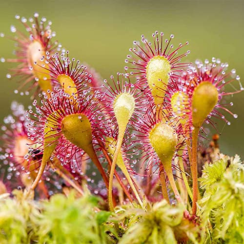 QAUZUY GARDEN 200 Mixed Drosera Sundew Seeds - Premium Carnivorous Plant Seeds - Hardy Heat Tolerant - Rare Perennial Tropical Exotic Plant for Home Garden Outdoor